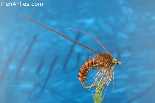 Swannundaze Sedge Pupa Fly - Fishing Flies with Fish4Flies UK